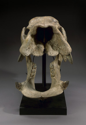 Bonhams : Exceptional Giant Ground Sloth Skull