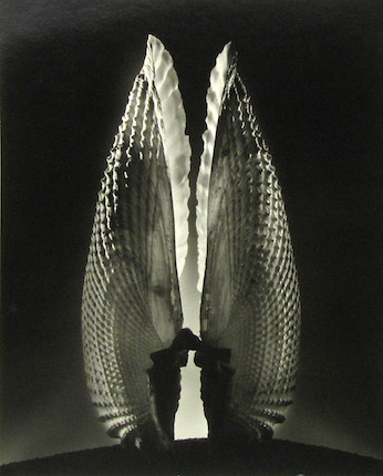 Bonhams : Ruth Bernhard (American, 1905-2006); Angel Wings;