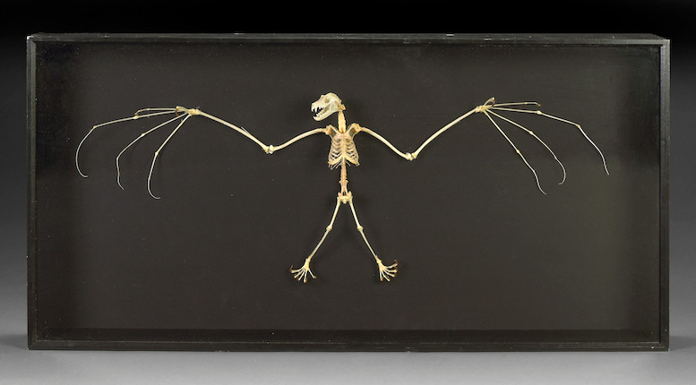 Bonhams : Framed Giant Bat Skeleton