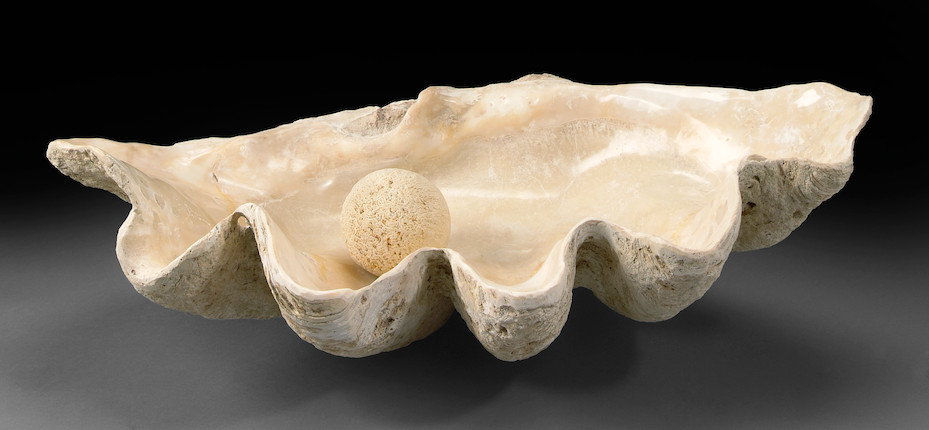 Bonhams : Fossil Giant Clam Shell