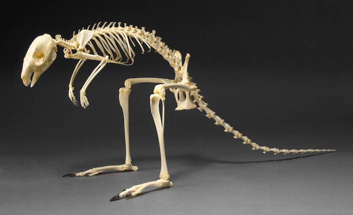 Bonhams : Wallaby Skeleton