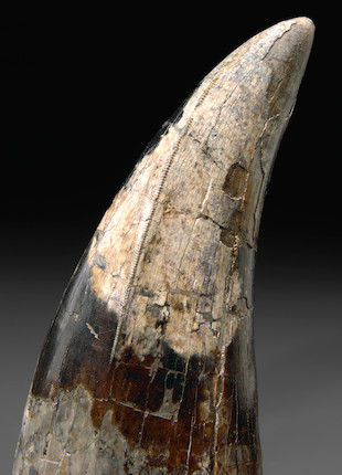 Bonhams : Recent T. rex Discovery - One of the Largest T. rex Teeth ...