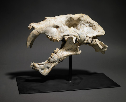 Bonhams : King of all Saber-tooths - One of the Largest Saber-toothed ...
