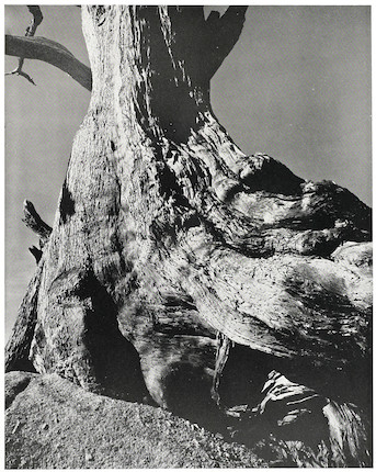 Bonhams : WESTON, EDWARD. 1886-1958. Edward Weston. New York E. Weyhe ...