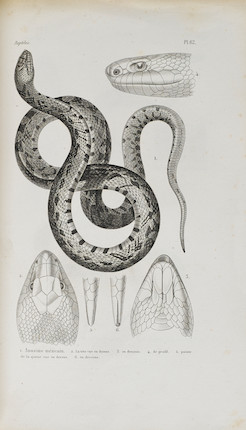 Bonhams : DUMERIL, ANDRE MARIE CONSTANT; GABRIEL BIBRON, and AUGUSTE ...