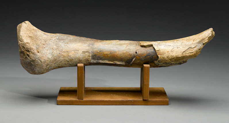 Bonhams : Unusually Large T. rex Upper Arm Bone