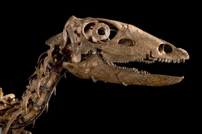 Bonhams : Incomparable Ornithopod Skeleton