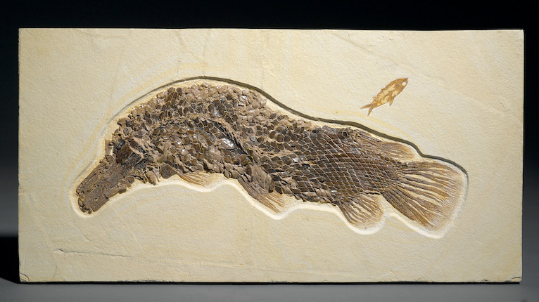 Bonhams : An Eocene Fossil Gar Fish