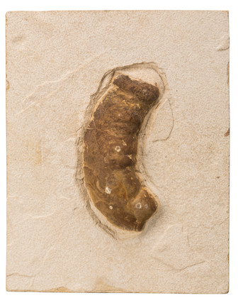 Bonhams : Pair of Fossil Feces Specimens