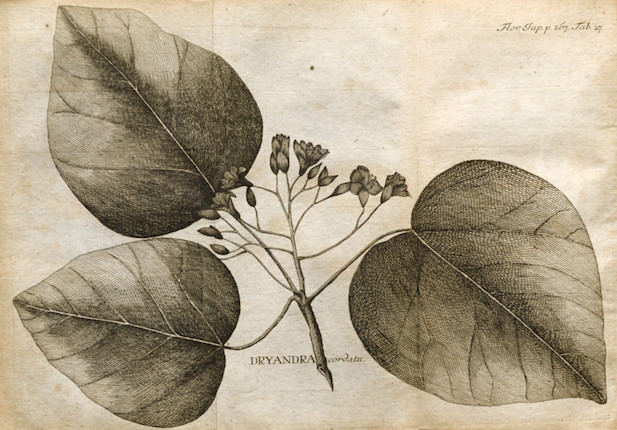 Bonhams : THUNBERG, CARL PETER. 1743-1828. Flora Japonica sistems ...