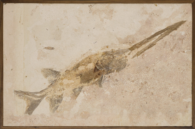 Bonhams : Rare Prehistoric Paddlefish