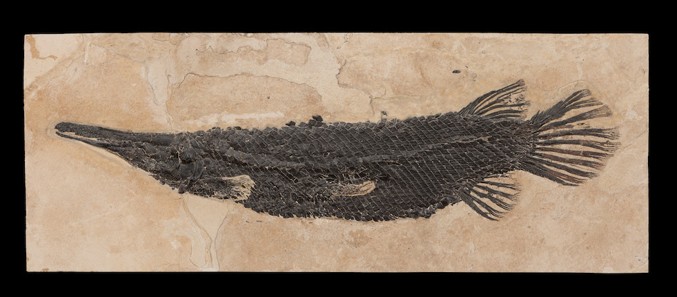 Bonhams : Superb Fossil Gar Fish