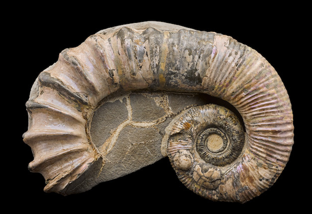 Bonhams : Large Russian Ammonite