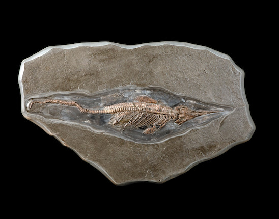 Bonhams : Baby Ichthyosaurus