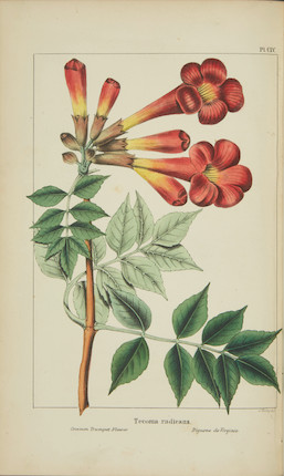 Bonhams : MICHAUX, FRANCOIS ANDRE. 1770-1855; AND THOMAS NUTTALL. 1786 ...