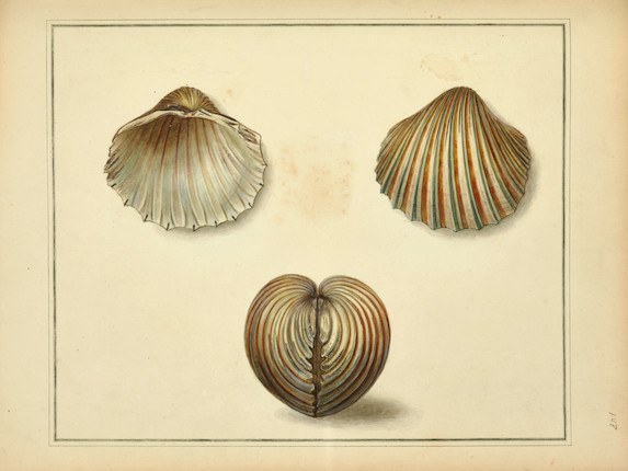 Bonhams : MARTYN, THOMAS 1760-1816. The Universal Conchologist ...
