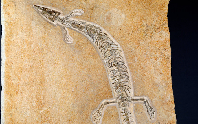 Bonhams : Spectacular Marine Lizard