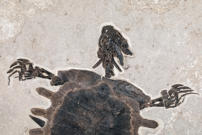 Bonhams : Spectacular Eocene Turtle