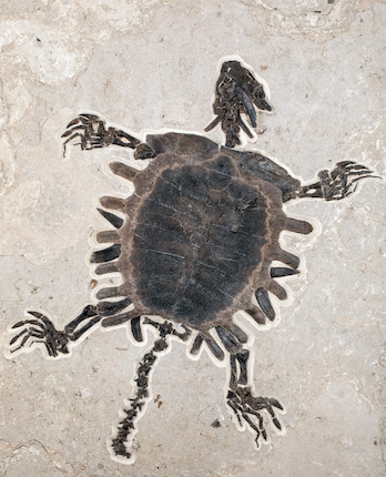 Bonhams : Spectacular Eocene Turtle