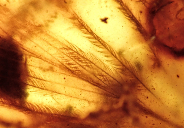 Bonhams : Feather in Amber