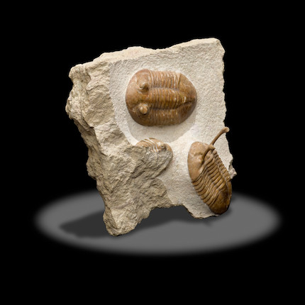 Bonhams : TWO NEOASAPHUS TRILOBITES--ONE WITH LONG EYE STALKS