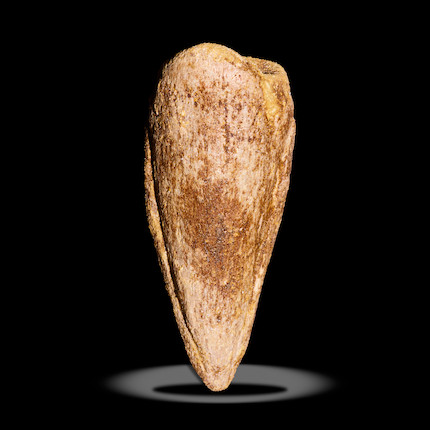 Bonhams : Rare T-Rex Hand Claw