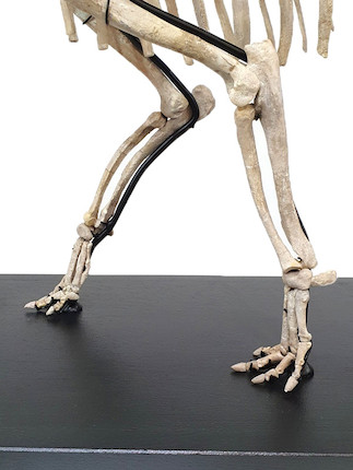 Bonhams : Extremely Rare Mounted Oreodont Skeleton