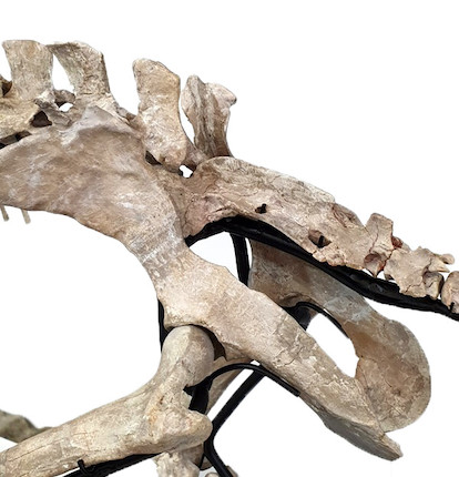 Bonhams : Extremely Rare Mounted Oreodont Skeleton