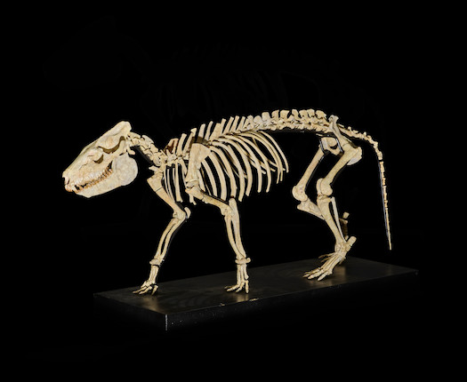 Bonhams : Extremely Rare Mounted Oreodont Skeleton
