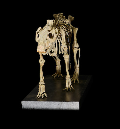 Bonhams : Extremely Rare Mounted Oreodont Skeleton