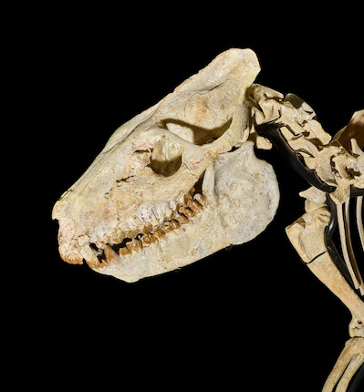 Bonhams : Extremely Rare Mounted Oreodont Skeleton
