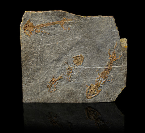 Bonhams : Three Museum-Quality Primitive Amphibians