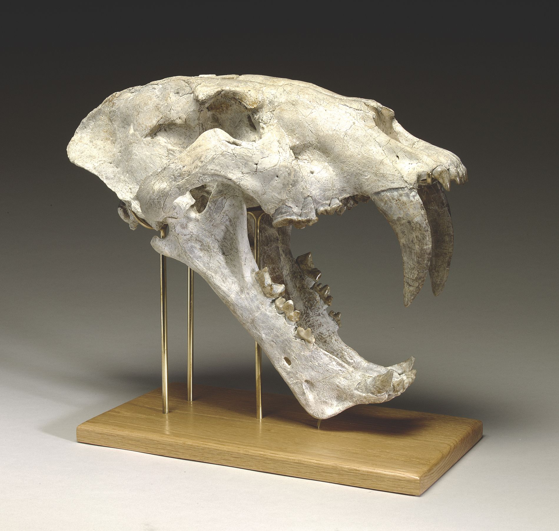 Saber Toothed Cat Skull Machairodus - auctions & price archive