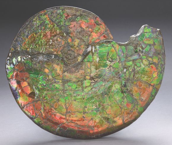 Bonhams : Stupendous Ammonite