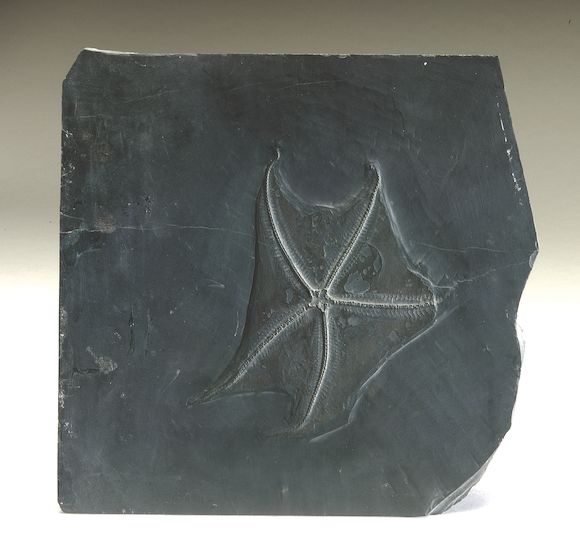 Bonhams : Devonian Starfish