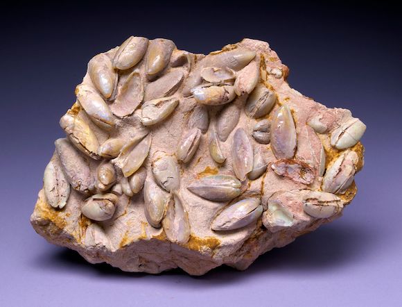 Bonhams : Opalized Clams in Matrix