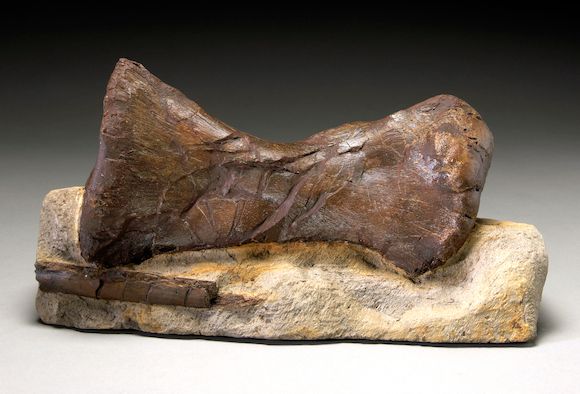 Bonhams : Dinosaur Metatarsal in Matrix