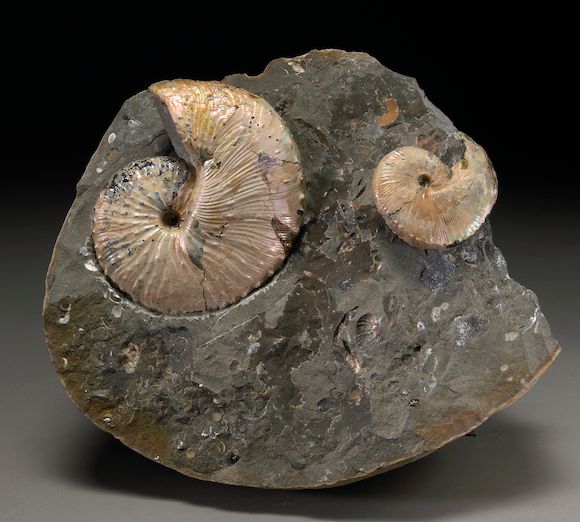 Bonhams : Double Scaphite in Matrix