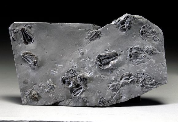 Bonhams : Trilobite Multiple Block