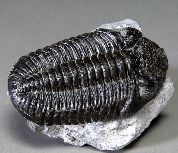 Bonhams : Large Trilobite on Matrix