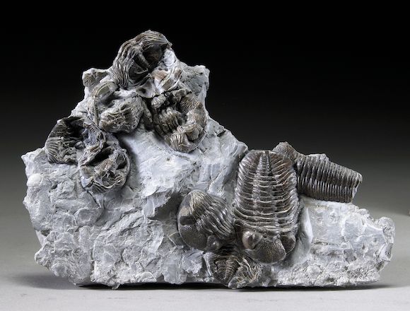 Bonhams : Multiple Trilobite Slab
