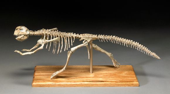 Bonhams : Juvenile Psittacosaur