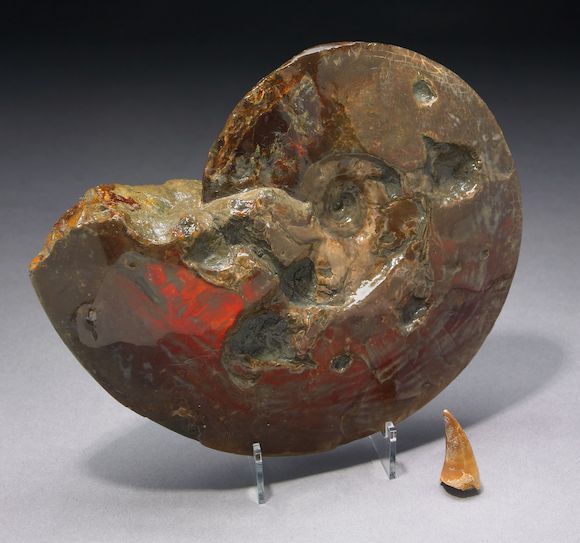 Bonhams : Ammonite with Mosasaur Bites