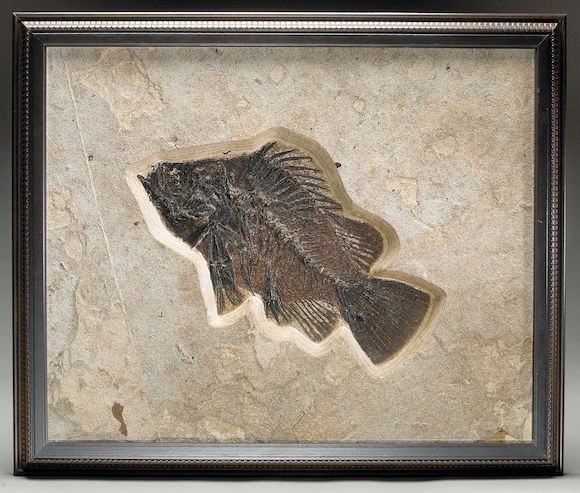 Bonhams : Very Large Ancient Bass