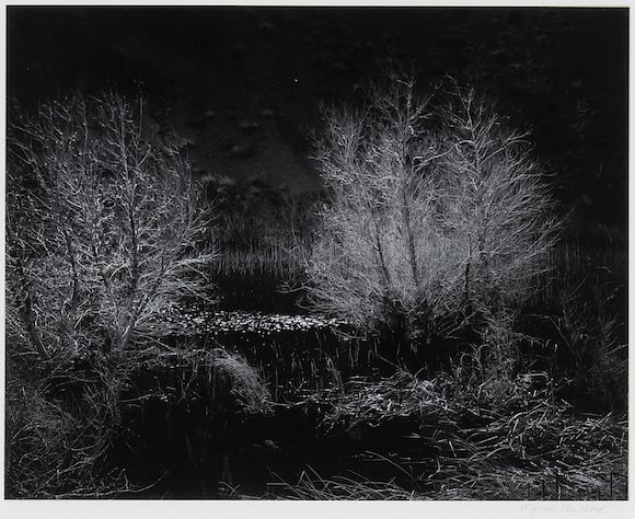 Bonhams : Wynn Bullock; Swamp Trees;