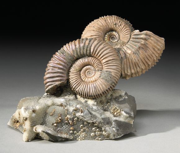 Bonhams : Pair of Russian Ammonites on Matrix