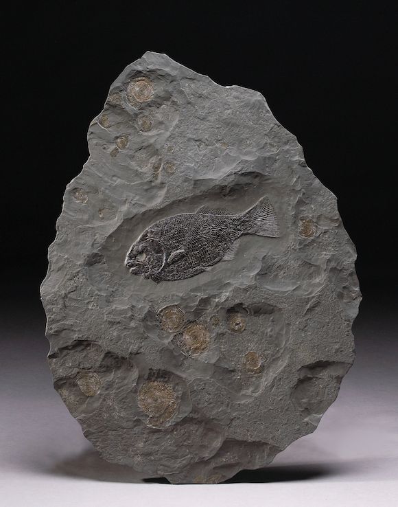 Bonhams : Jurassic Fish with Ammonites