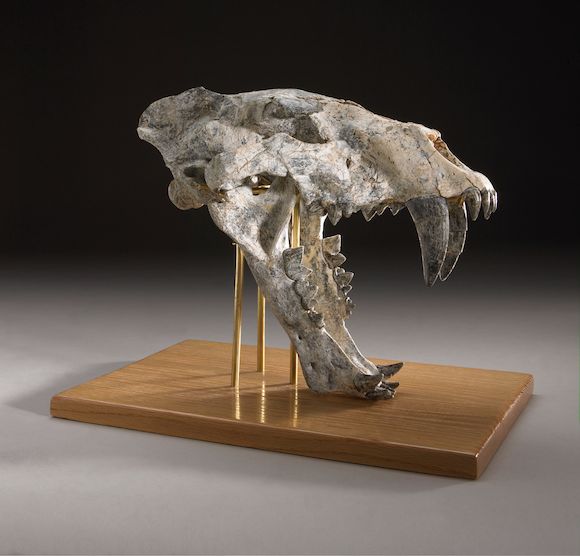 Bonhams : Scimitar Cat Skull