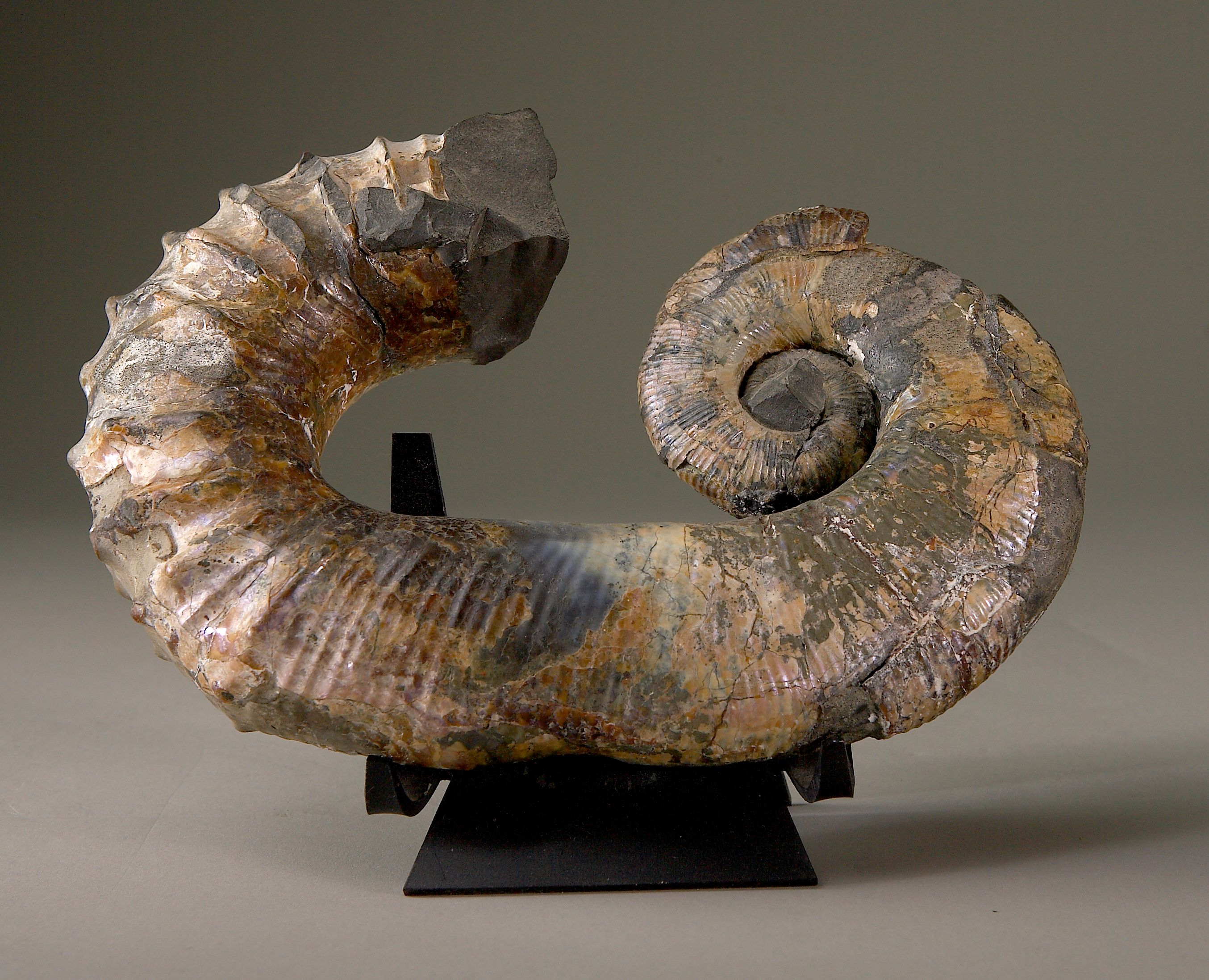 Uncoiled Ammonite - auctions & price archive