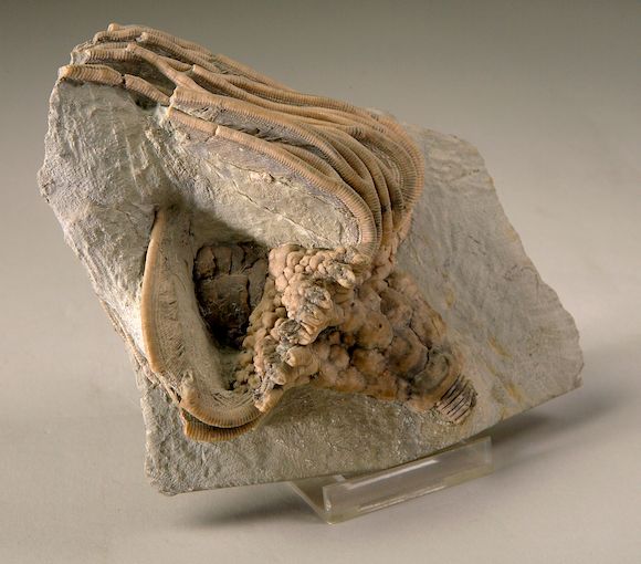 Bonhams : Crinoid Head